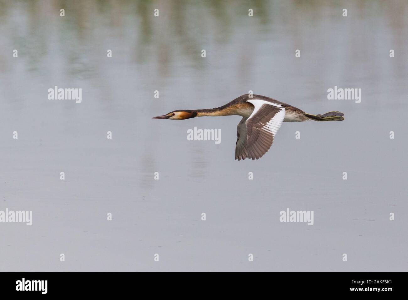 great crested grebe (podiceps cristatus) in flight over water surface ...
