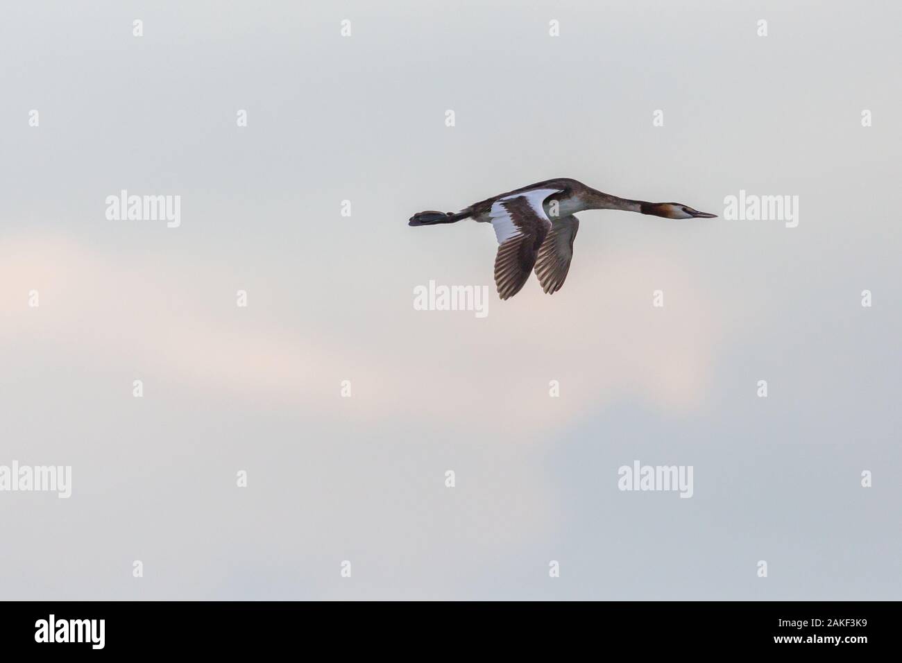 Grebe in flight hi-res stock photography and images - Alamy