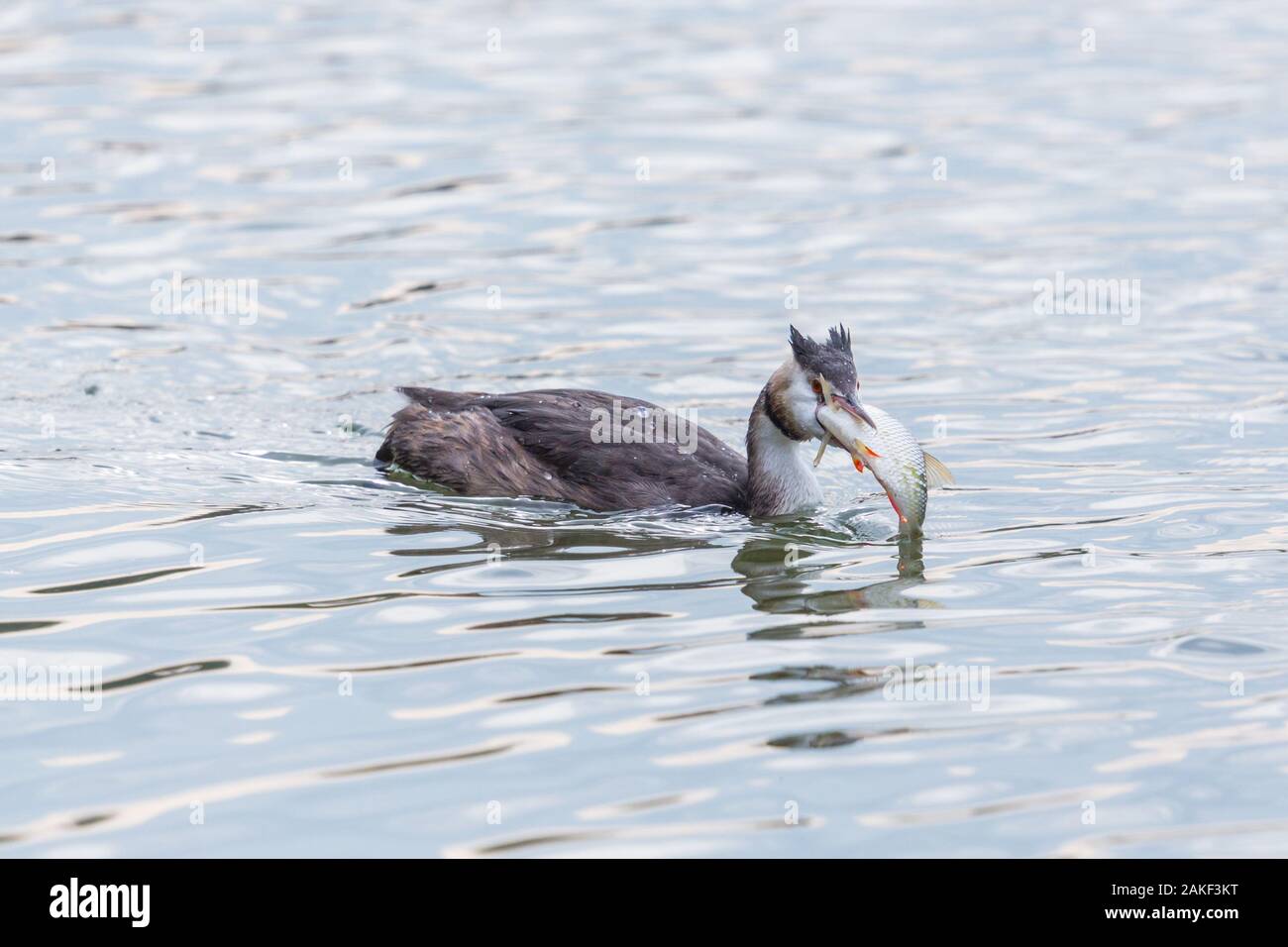 natural crested grebe (podiceps cristatus) in water with huge fish in ...