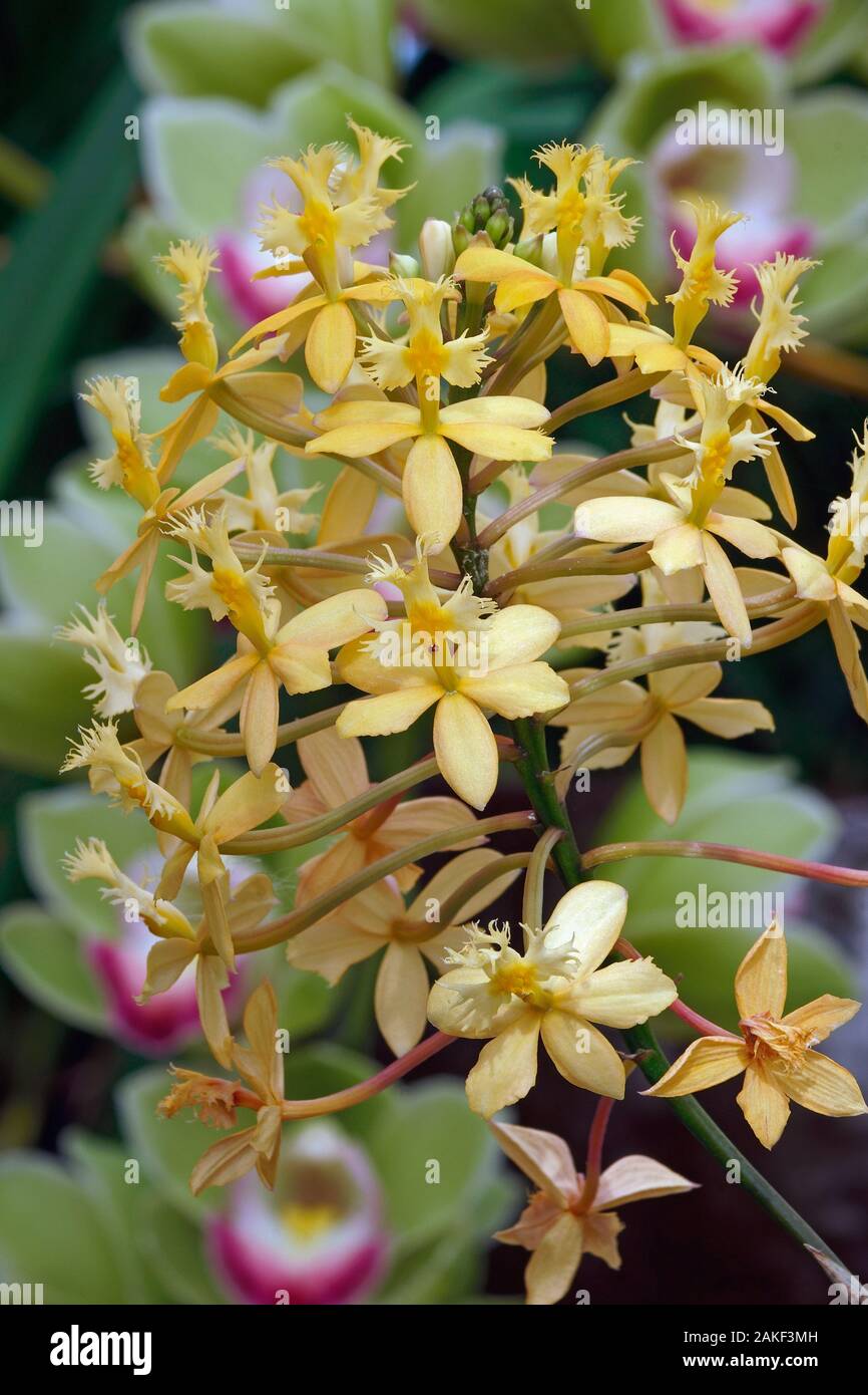 Lopsided Sar orchid (Epidendrum secundum). Called Angel orchid also ...