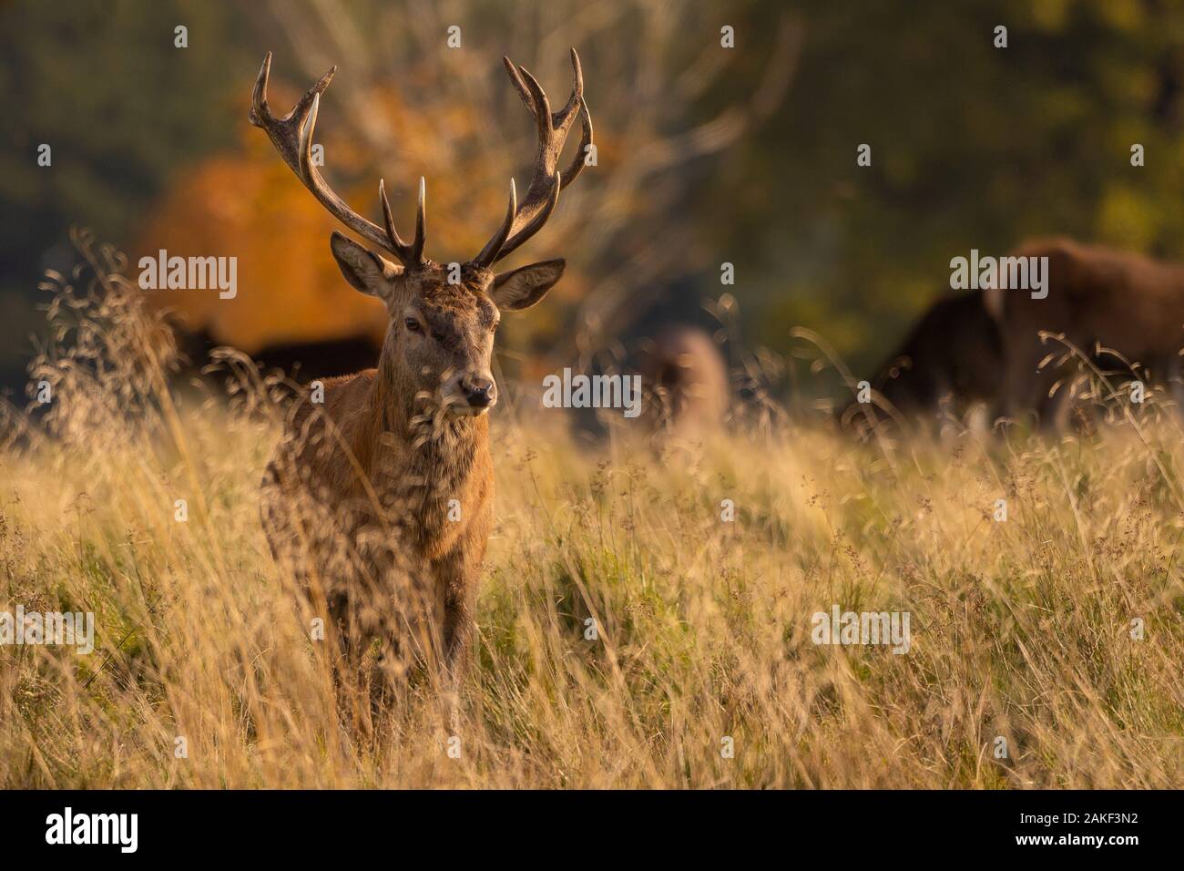 Tatton park deer hi-res stock photography and images - Alamy