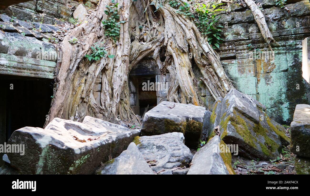Ancient stone ruin and tree root at Ta Prohm Temple in Angkor wat ...