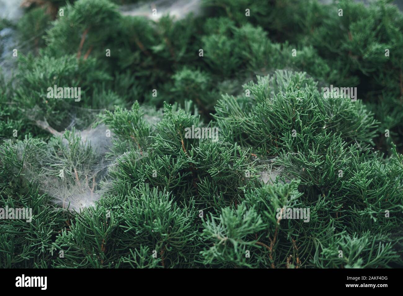 spider web covering on green leaves of pine tree Stock Photo - Alamy