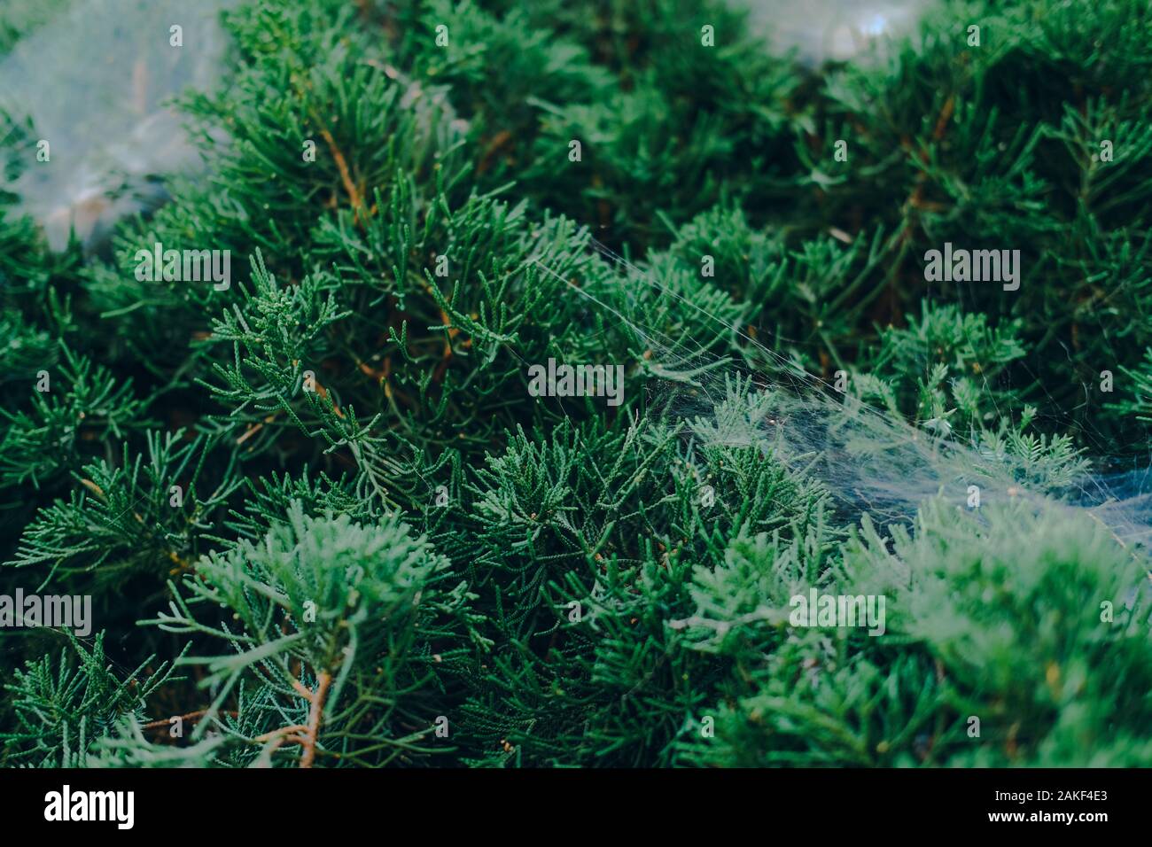 spider web covering on green leaves of pine tree Stock Photo - Alamy
