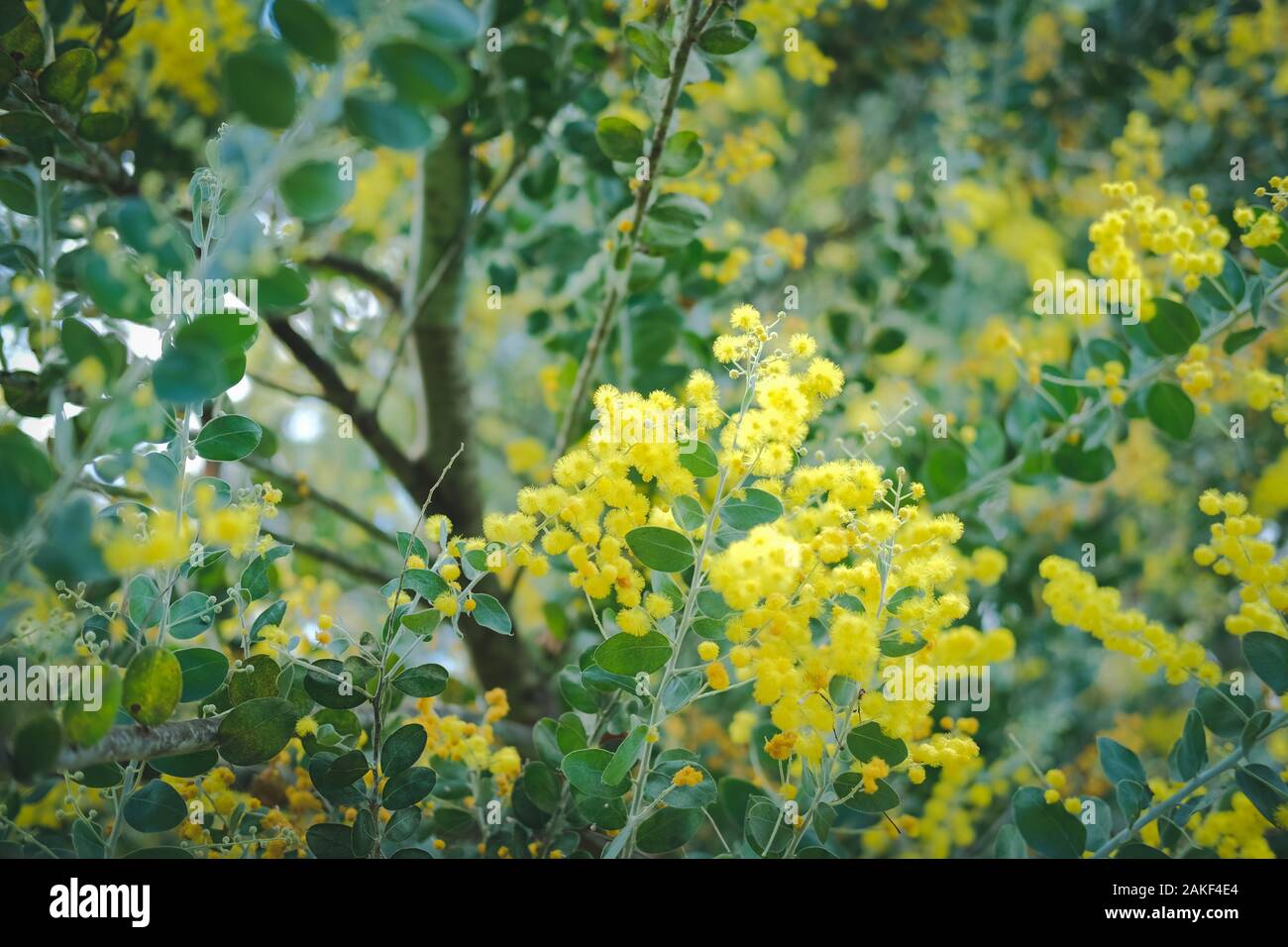 Pearl acacia hi-res stock photography and images - Alamy