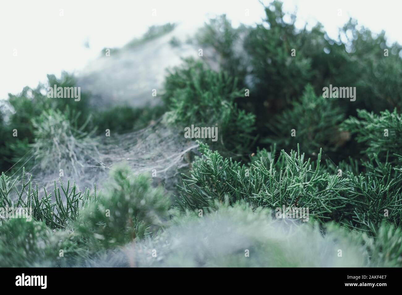 spider web covering on green leaves of pine tree Stock Photo - Alamy