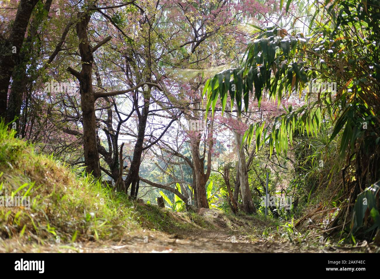 trail path pathway walkway in tropical forest Stock Photo - Alamy