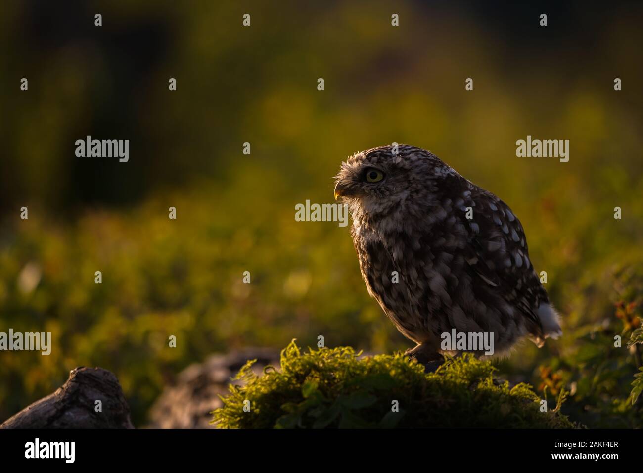 Adult male Little Owl on a farm in North Wales, UK Stock Photo - Alamy