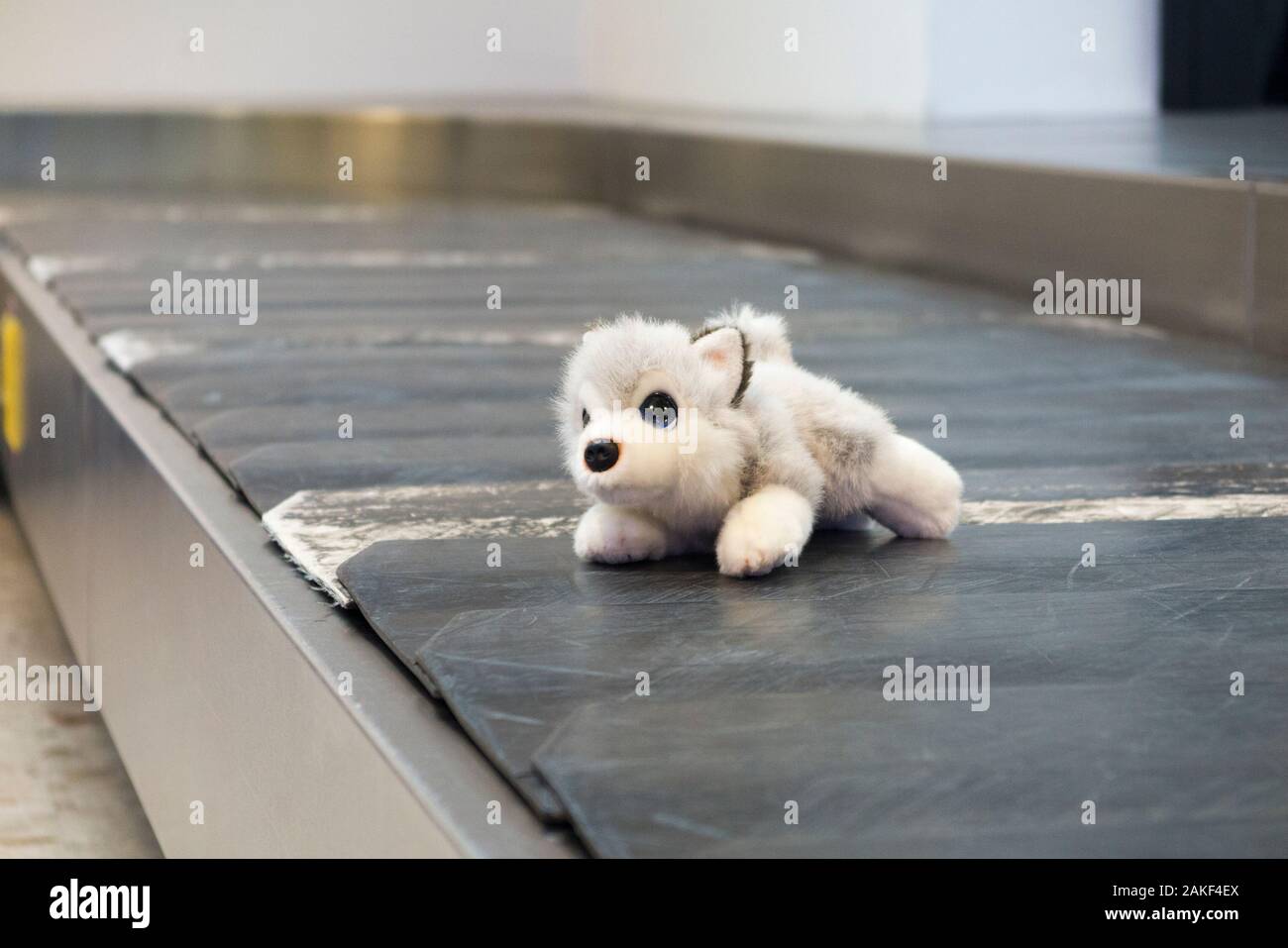 Child's soft toy, a baby wolf cub / puppy / pup – possibly lost ...