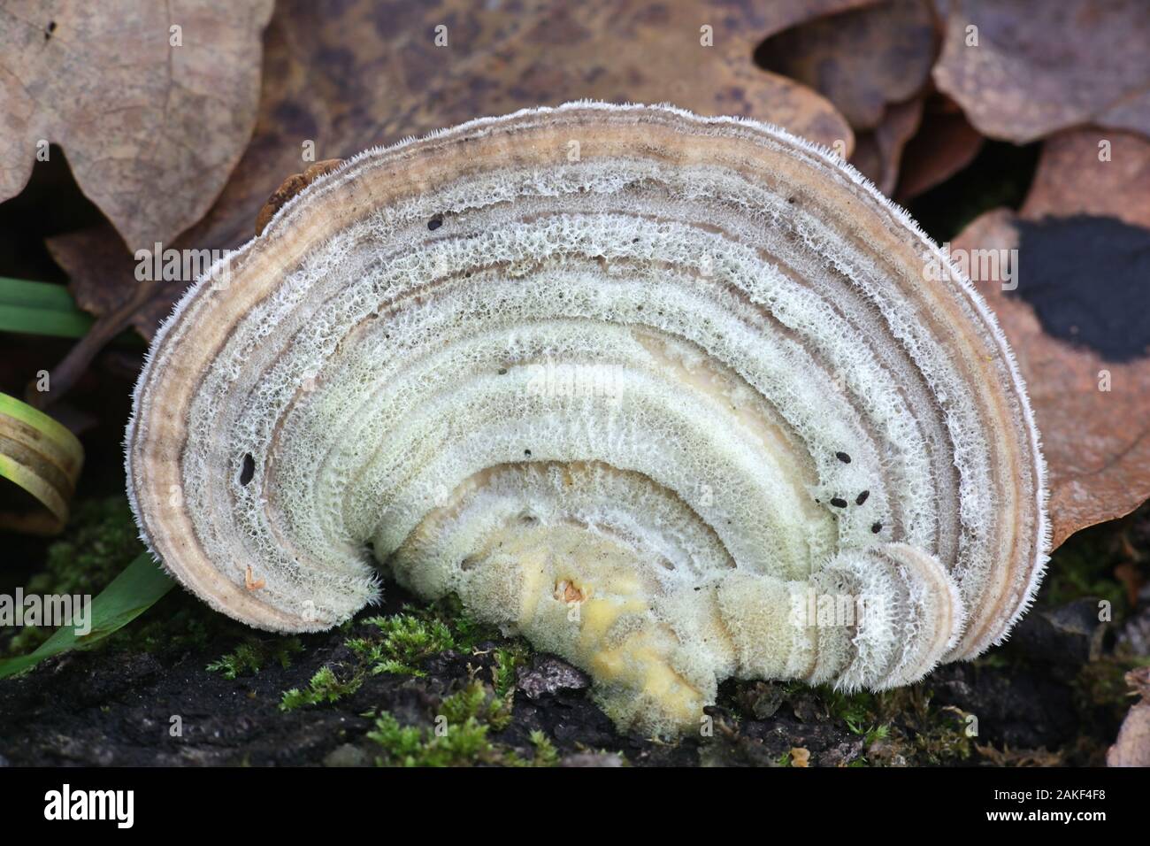 Trametes betulina known as gilled polypore, birch mazegill or ...