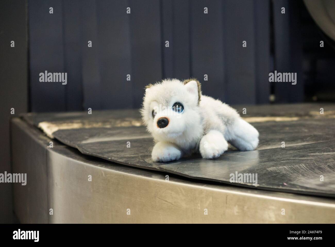 Child's soft toy, a baby wolf cub / puppy / pup – possibly lost ...