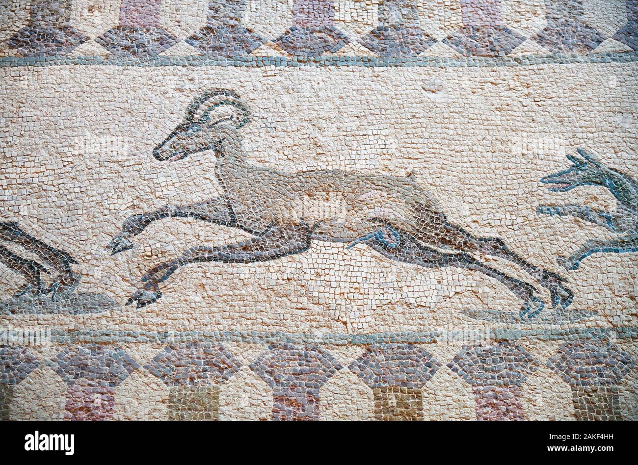 Goat running hi-res stock photography and images - Alamy