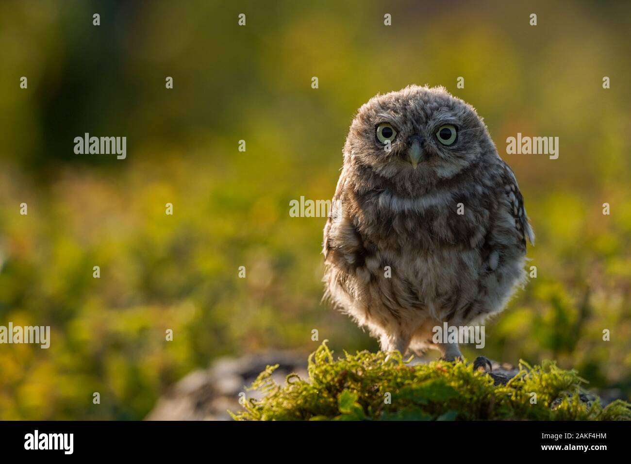 Juvenile Little Owl on a farm in North Wales Stock Photo - Alamy
