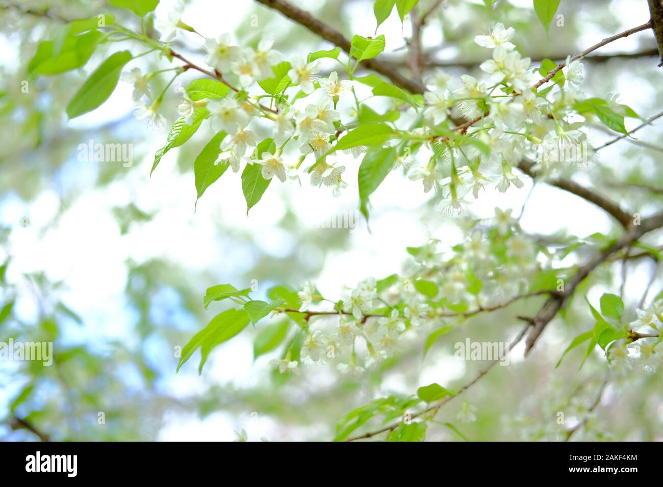 wild himalayan sakura cherry blossom flower. blooming white flora tree ...