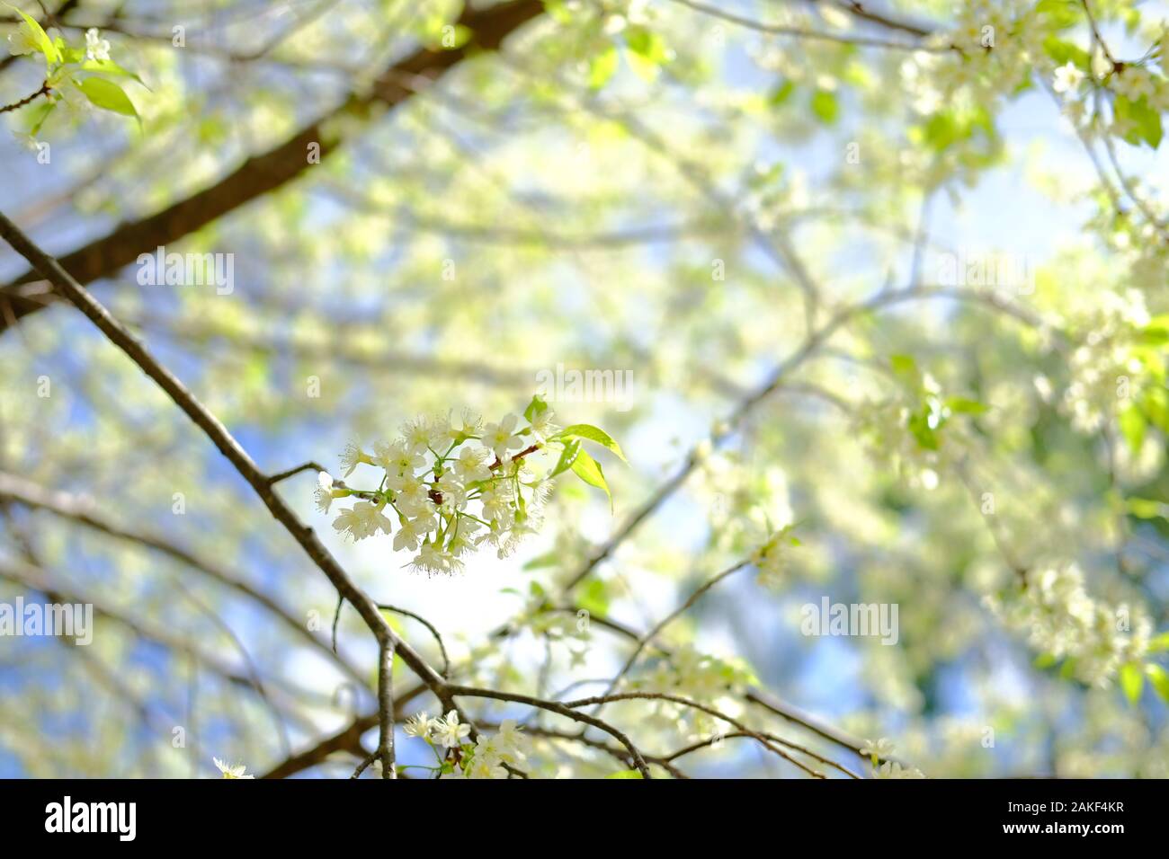 wild himalayan sakura cherry blossom flower. blooming white flora tree ...