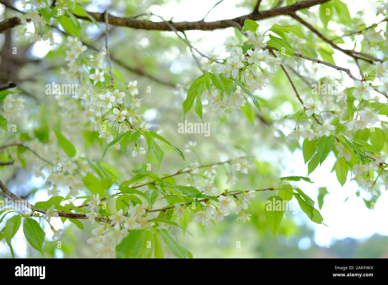 wild himalayan sakura cherry blossom flower. blooming white flora tree ...