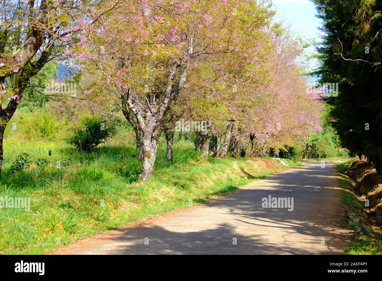 wild himalayan sakura cherry blossom flower. blooming pink flora tree ...