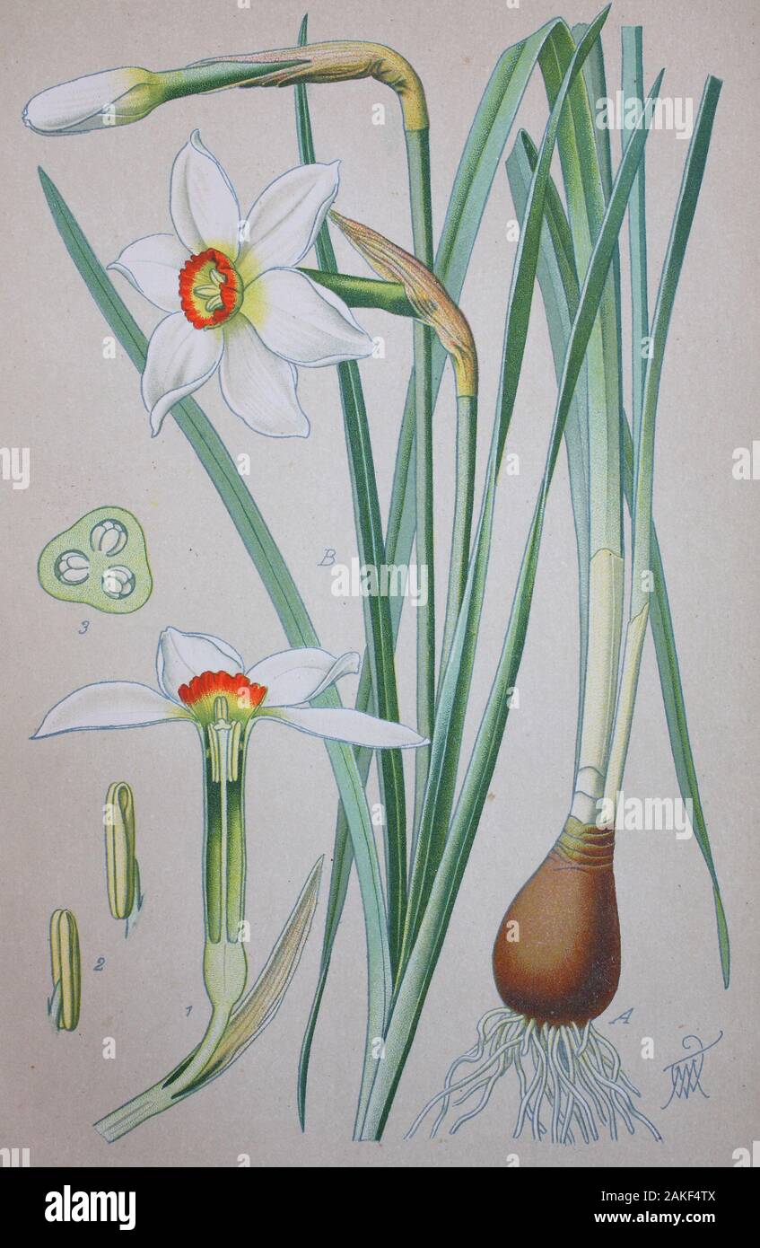 Narcissus poeticus, poet's daffodil, poet's narcissus, nargis, pheasant ...