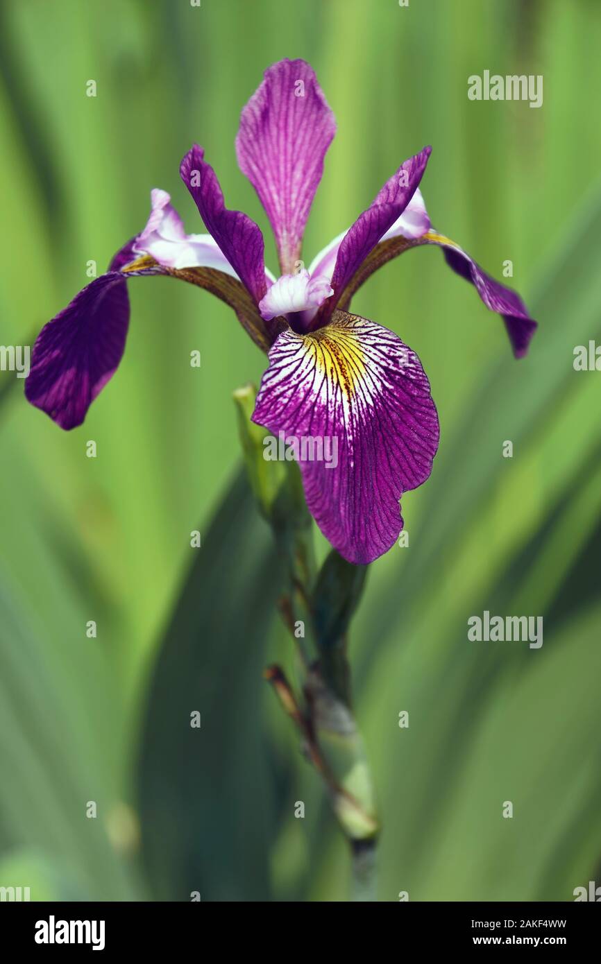 Liver lily hi-res stock photography and images - Alamy