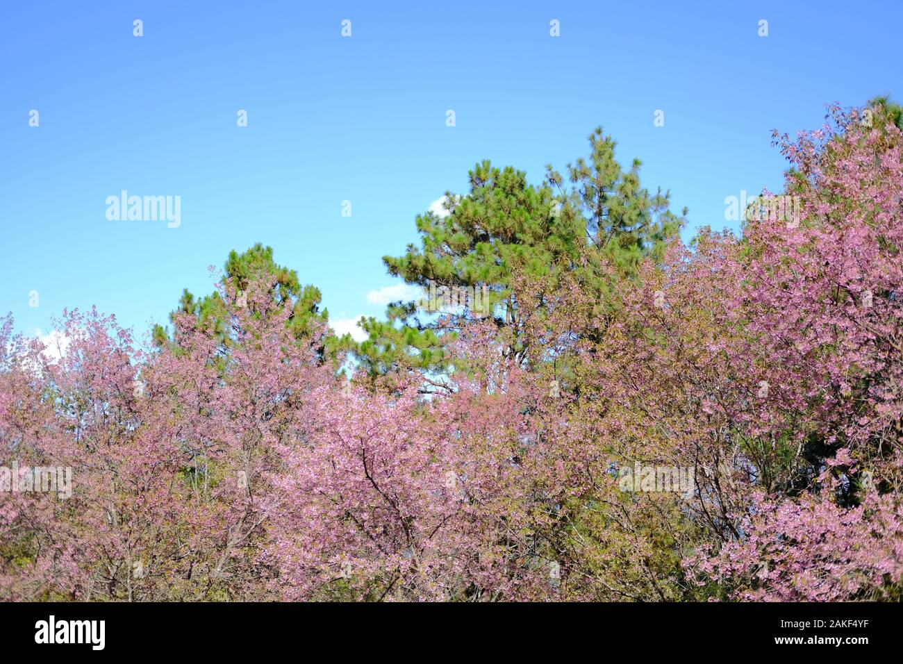pine tree & wild himalayan sakura cherry blossom flower. blooming pink ...