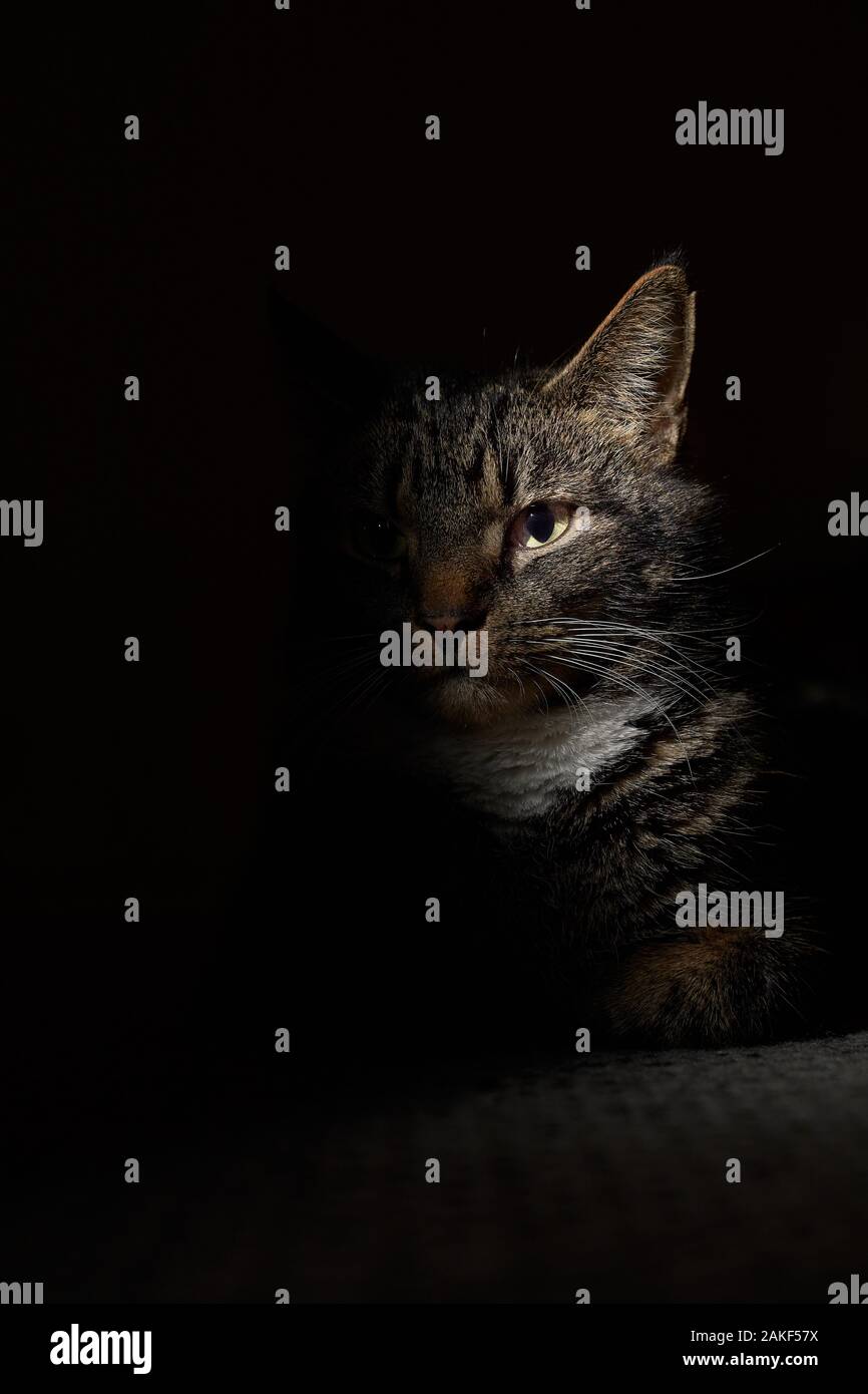 Lurking shadow hi-res stock photography and images - Alamy