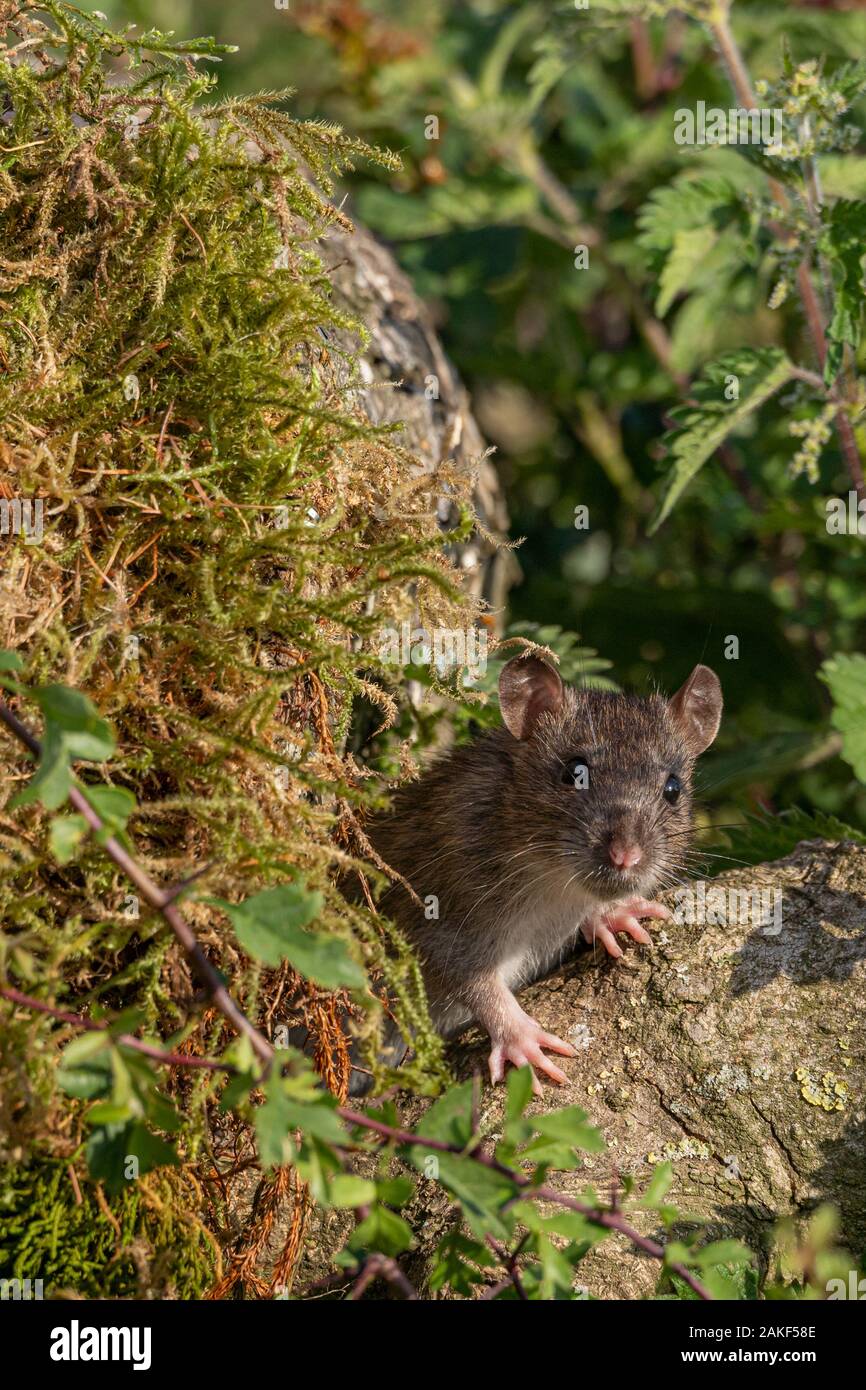 Brown rat peering round a rock in a hedgerow Stock Photo - Alamy