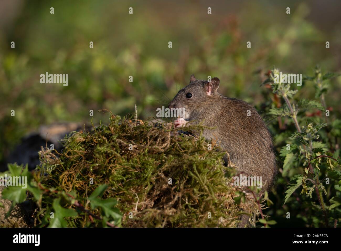 Brown rat sitting on a rock and eating Stock Photo - Alamy