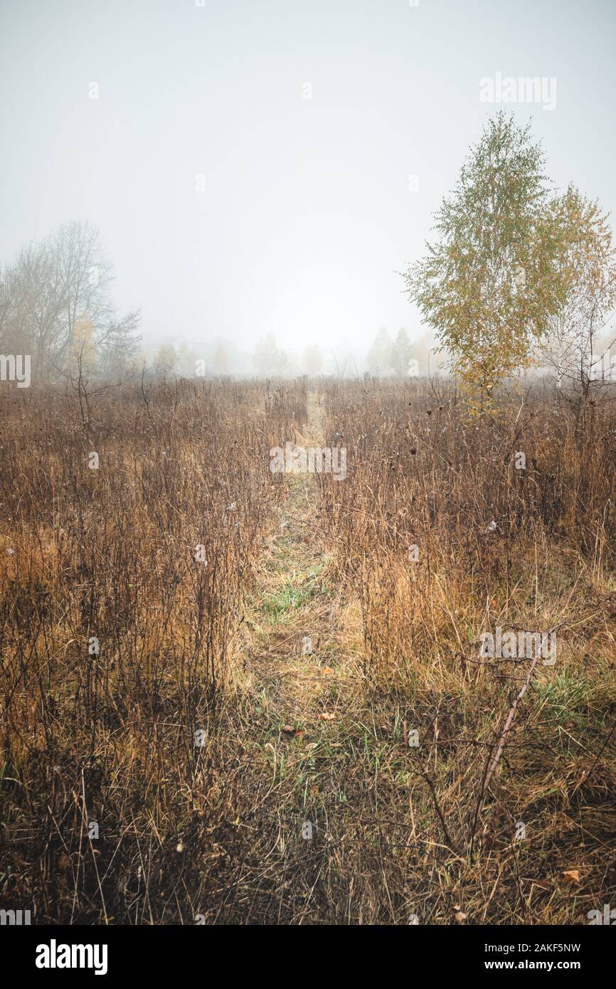 Autumn misty landscape with trail in field. Autumn field with fog ...