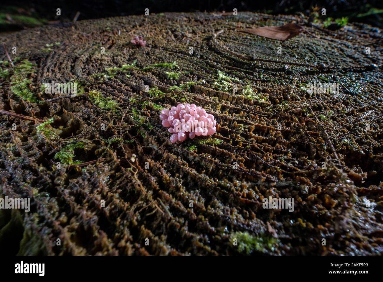 Collection of pink globules of a fungus-like mushroom on the stump of a ...