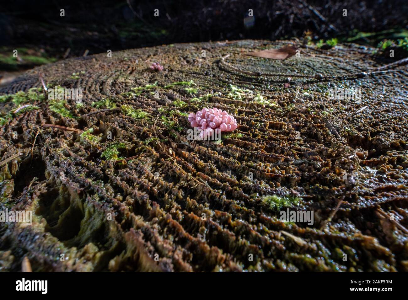 Collection of pink globules of a fungus-like mushroom on the stump of a ...