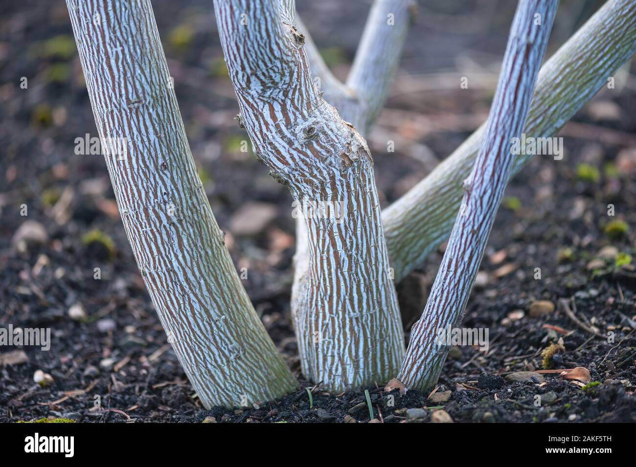 Striped maple hi-res stock photography and images - Alamy