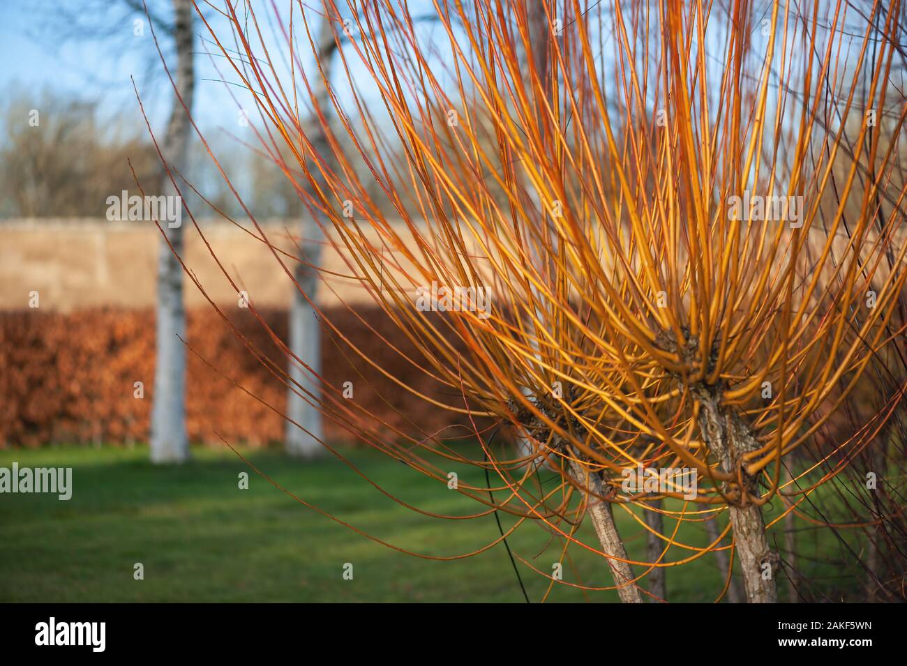Willow rods hi-res stock photography and images - Alamy
