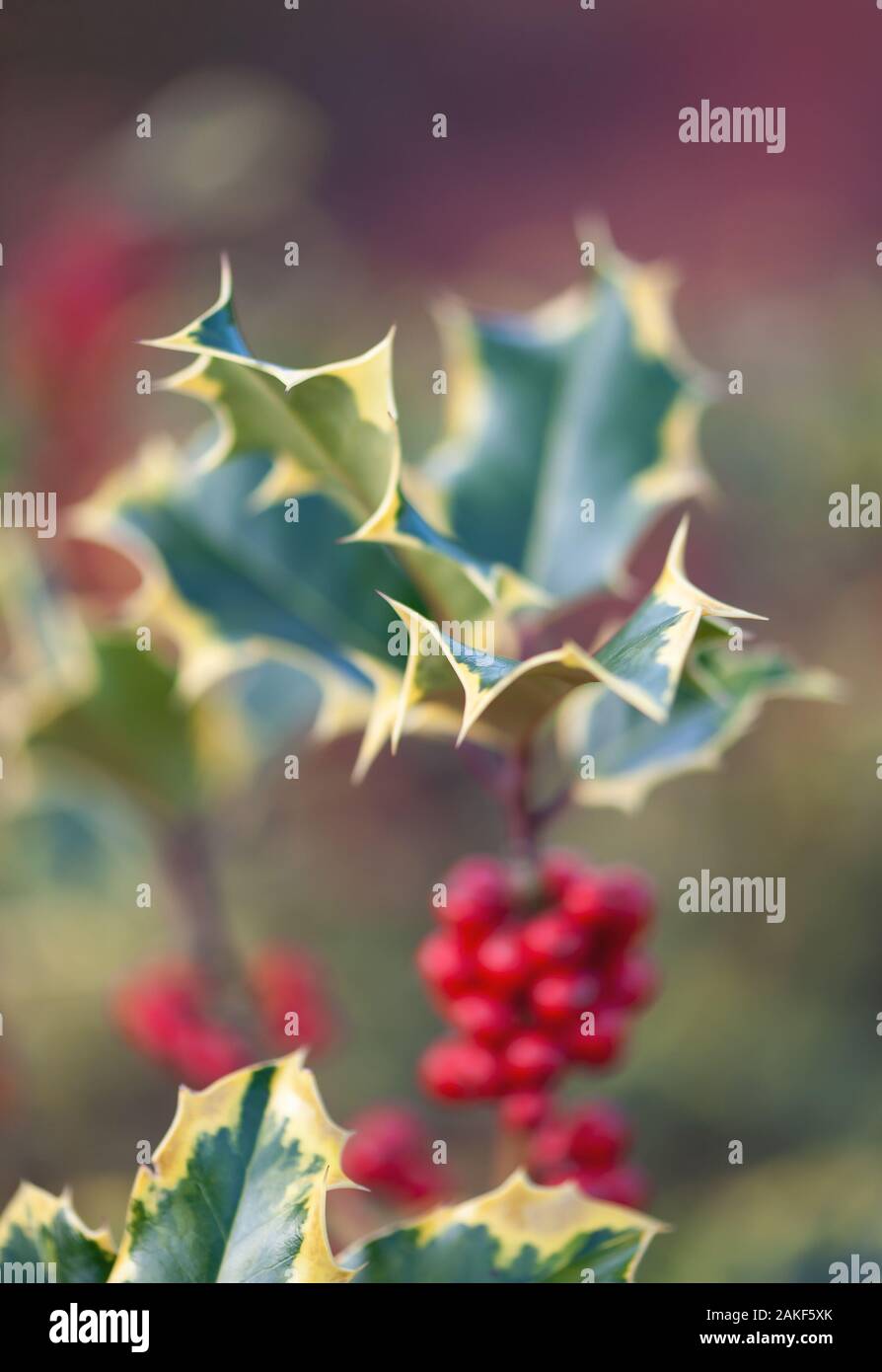 Variegated Holly High Resolution Stock Photography and Images - Alamy