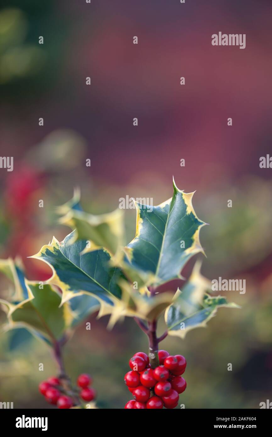 Holly plant female hi-res stock photography and images - Alamy