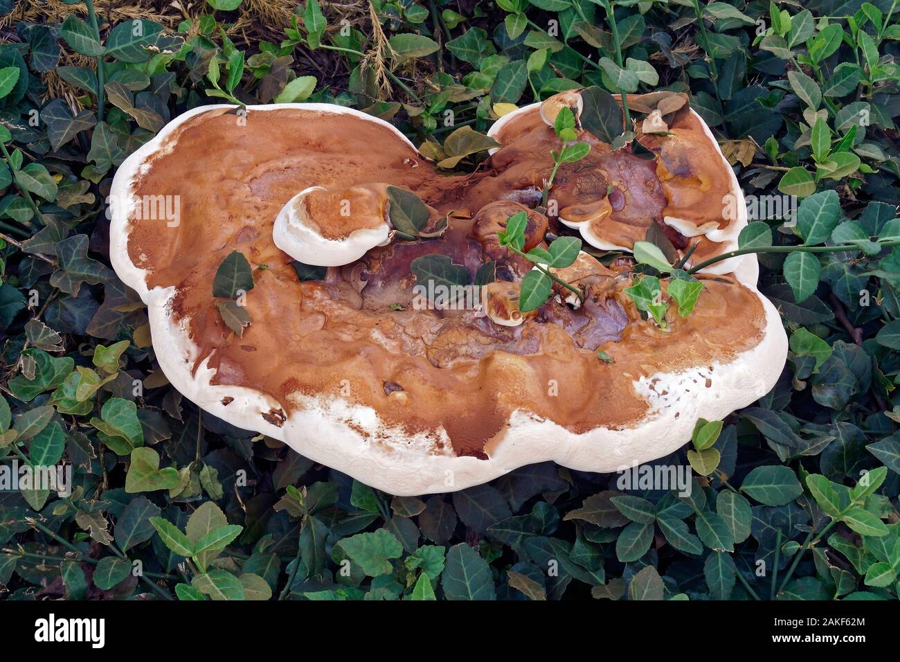 Ganoderma Fungus (Ganoderma sessile Stock Photo - Alamy