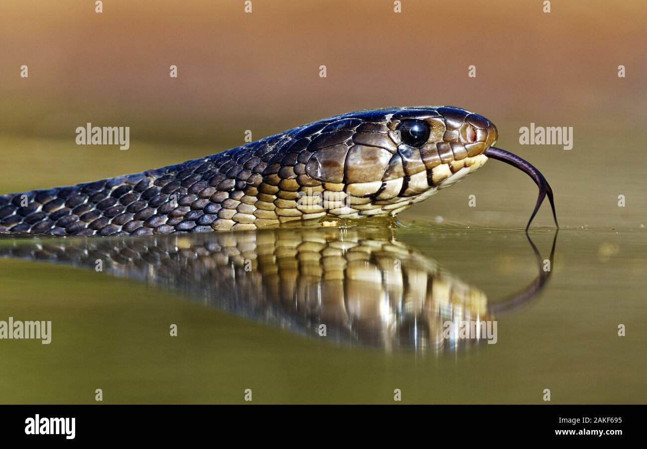 Snake in water Stock Photo - Alamy