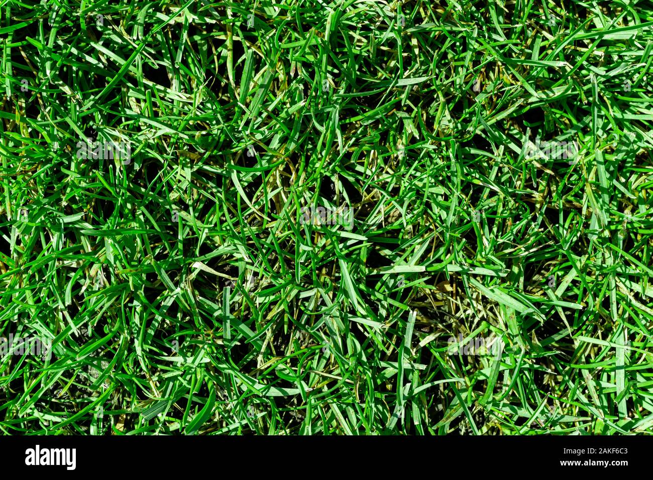 Green grass texture background. Green lawn. Grass pattern, top view ...