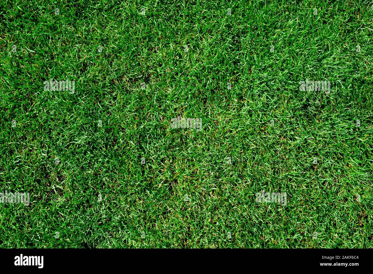 Green grass texture background. Green lawn. Grass pattern, top view ...