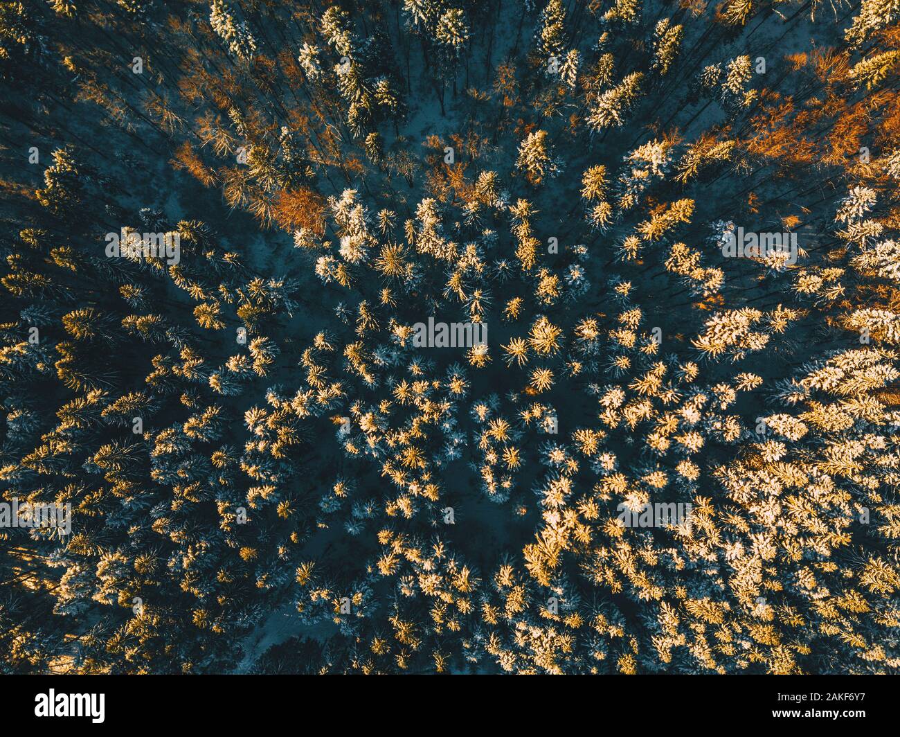 Amazing and beautiful aerial view of conifere trees covered with snow ...