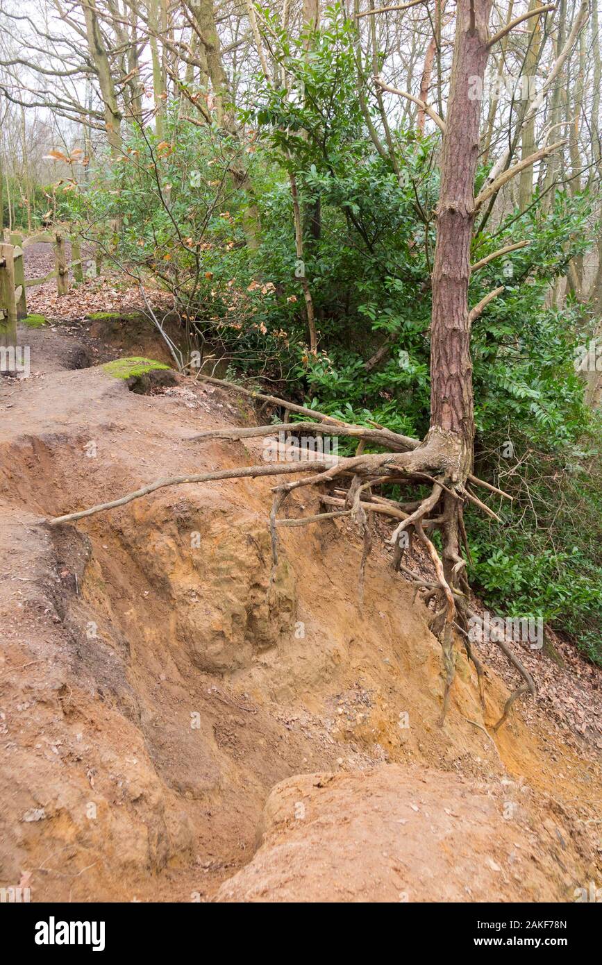 Exposed roots of slope hi-res stock photography and images - Alamy