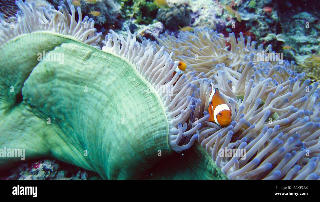 Clown Anemonefish and anemone on coral reef. Underwater world with ...