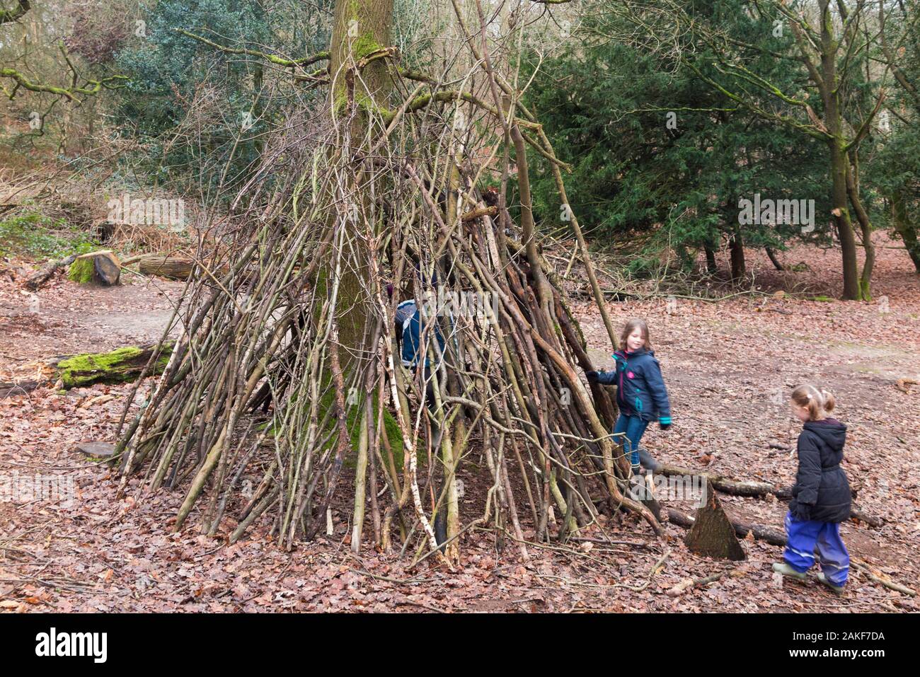 Three / kids / kid / children & a wigwam stack of trees branches leant up on a tree – Forest ...