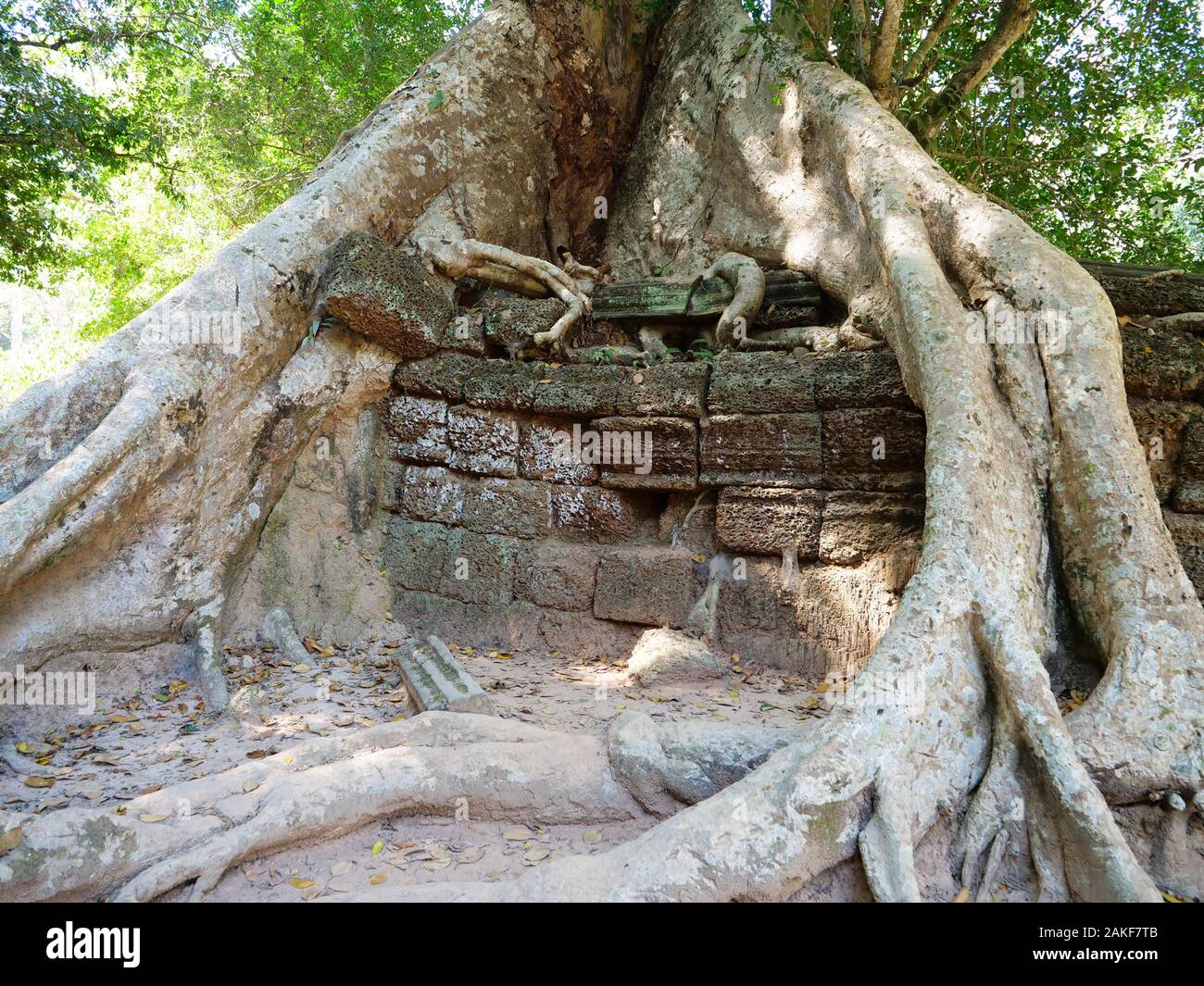 Tree root and stone rock wall at Ta Prohm Temple in Angkor wat complex ...
