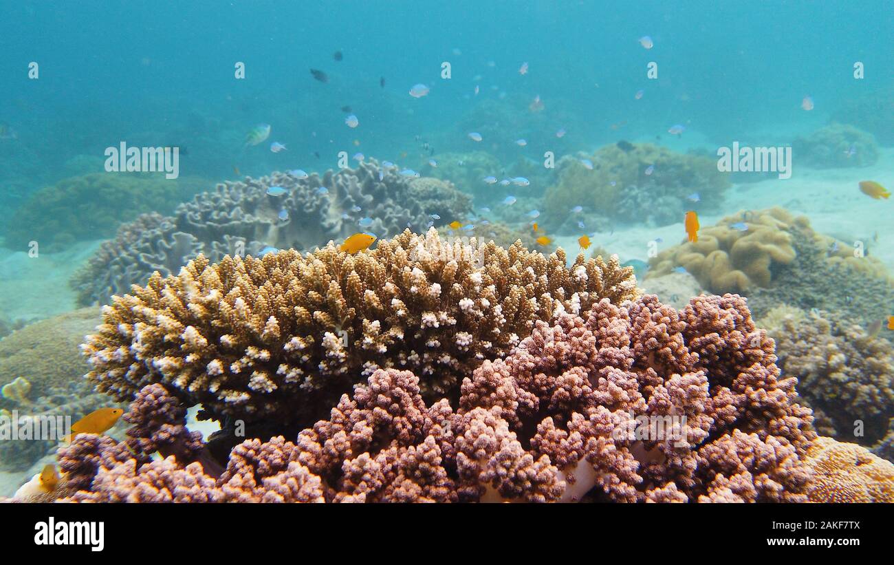 Tropical fishes and coral reef at diving. Beautiful underwater world ...