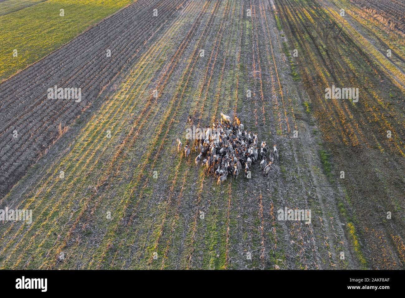 Goats in field hi-res stock photography and images - Alamy