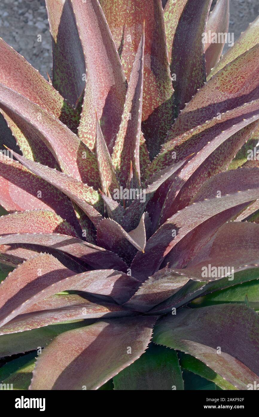 Red Wing Mangave (Agave 'Red Wing' Stock Photo - Alamy