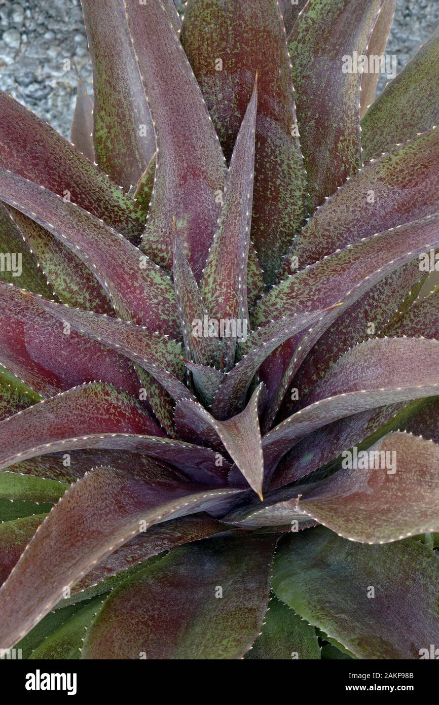 Red Wing Mangave (Agave 'Red Wing' Stock Photo - Alamy