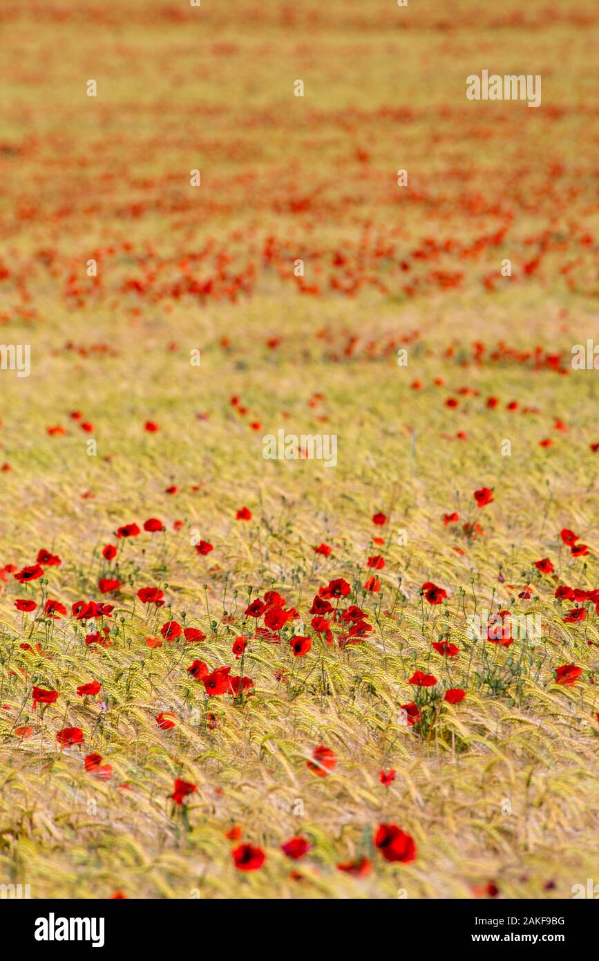 UK, England, Cambridgeshire, Poppy Field, Poppies Stock Photo - Alamy