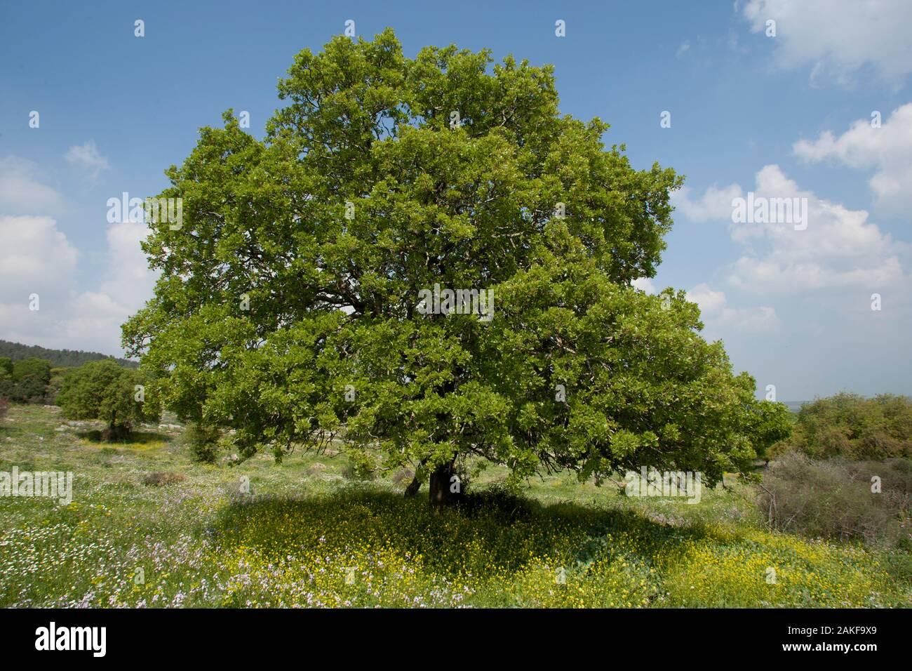 Mount tabor oak hi-res stock photography and images - Alamy