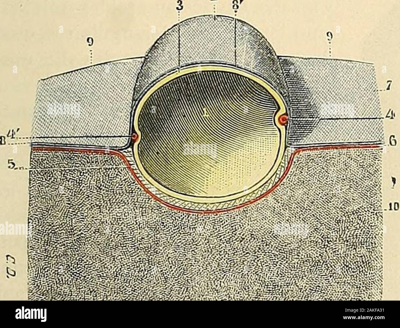 Structure de la veine hi-res stock photography and images - Alamy
